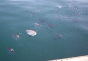 Ocean sunfish holy mola!