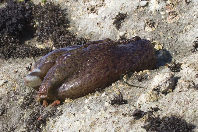 7 cool sea hare facts